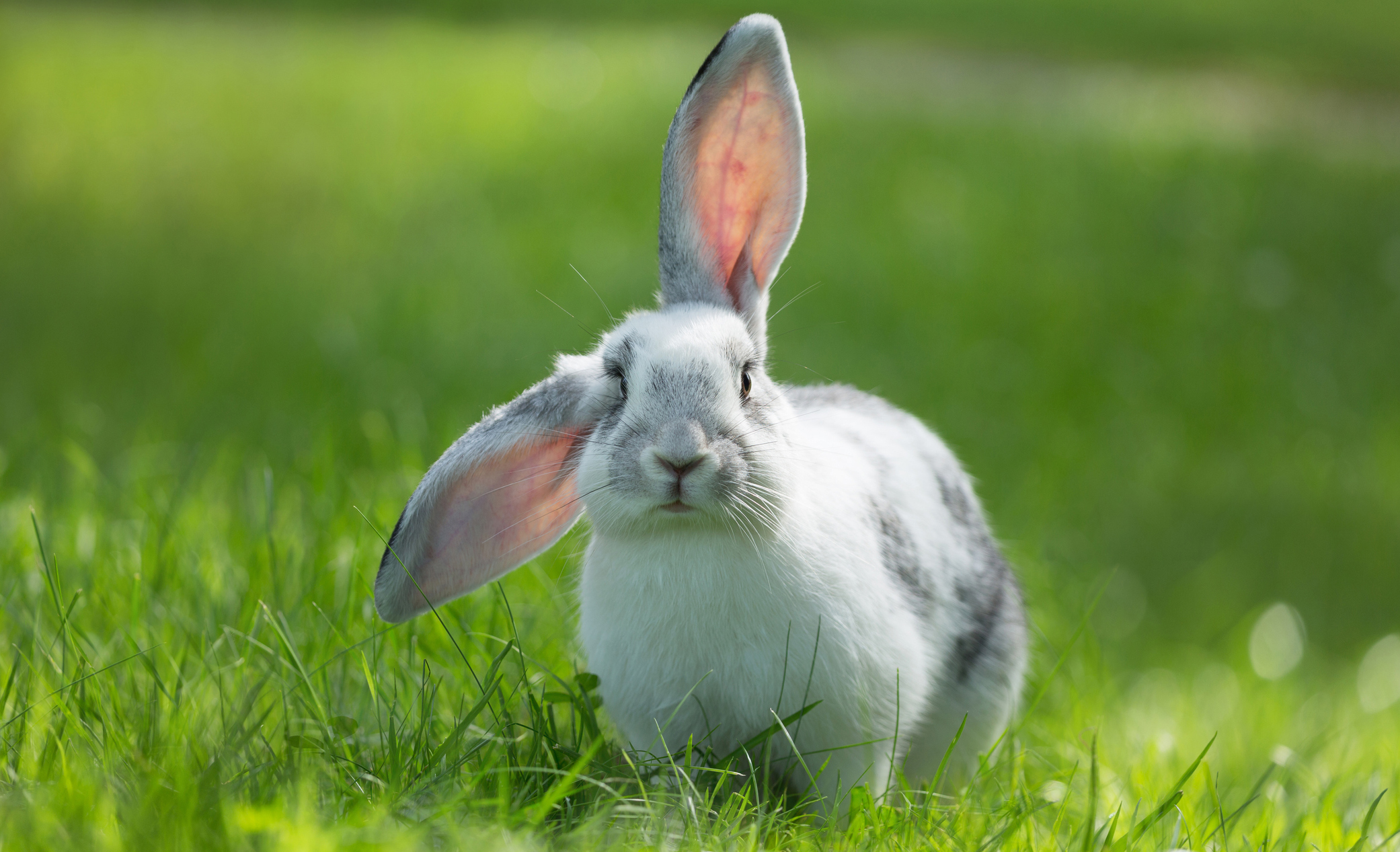 Quelle alimentation idéale pour un lapin ? | LePetitRongeur